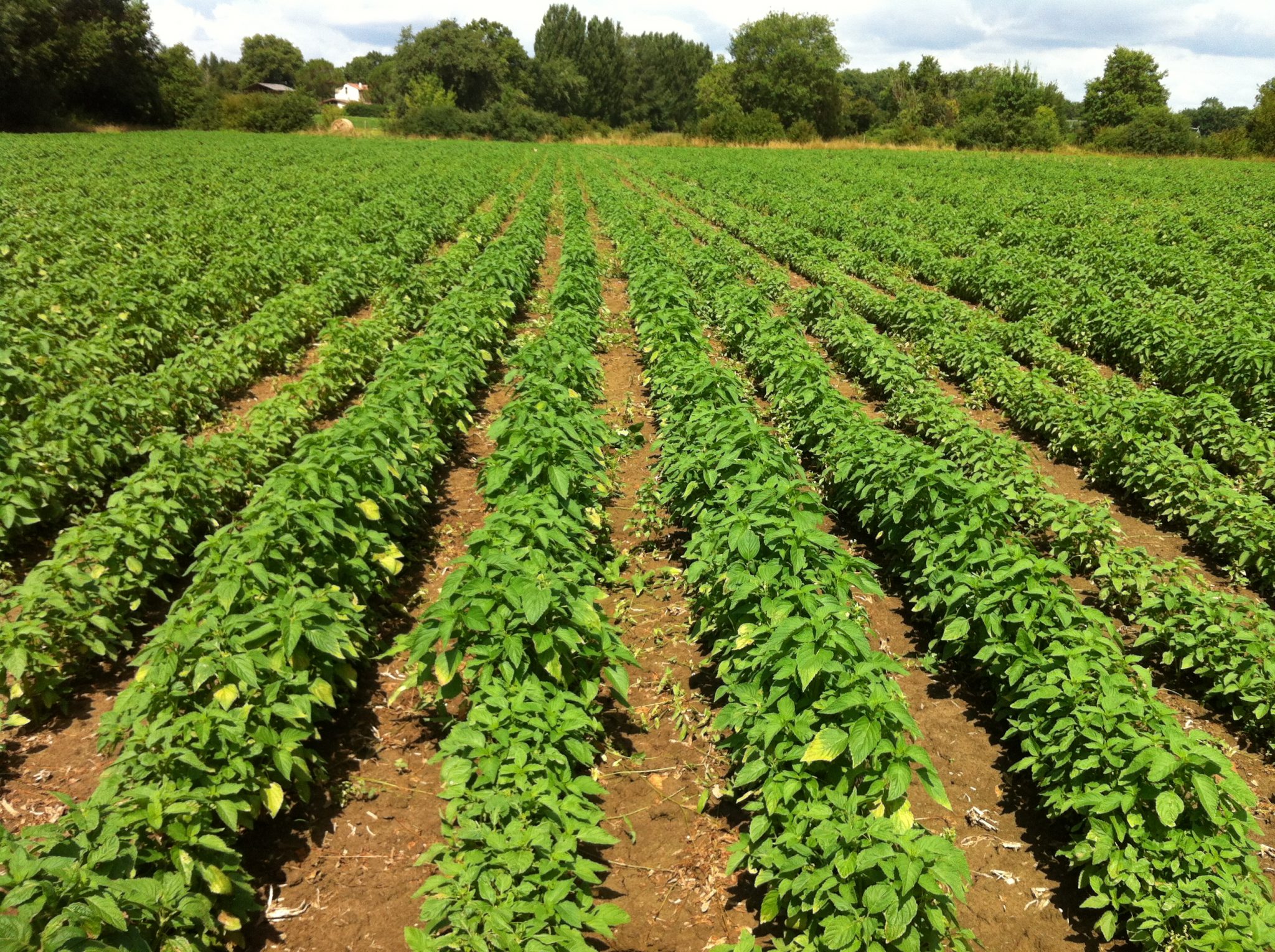 CHIA DE FRANCE Naissance D une Fili re Haute Valeur Ajout e 